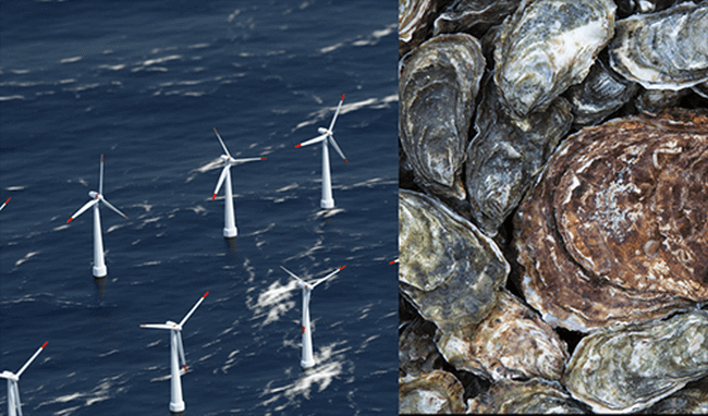 Research Has Begun To Utilize Floating Wind Farms As Vectors For The ...